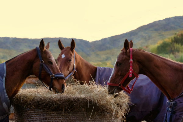 Acute colitis (adult horses)