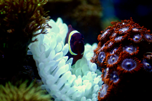 Species living closely together in symbiosis is far older and way more ...