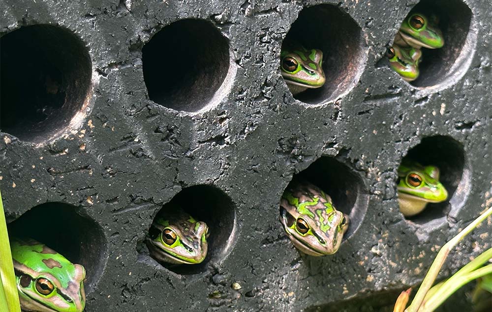 New shelter cure designed for endangered frogs facing deadly fungal disease