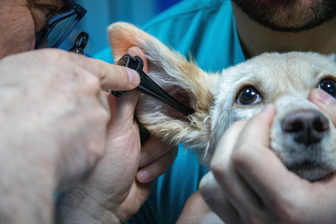 Ears | Companion Animal Medical Guidelines