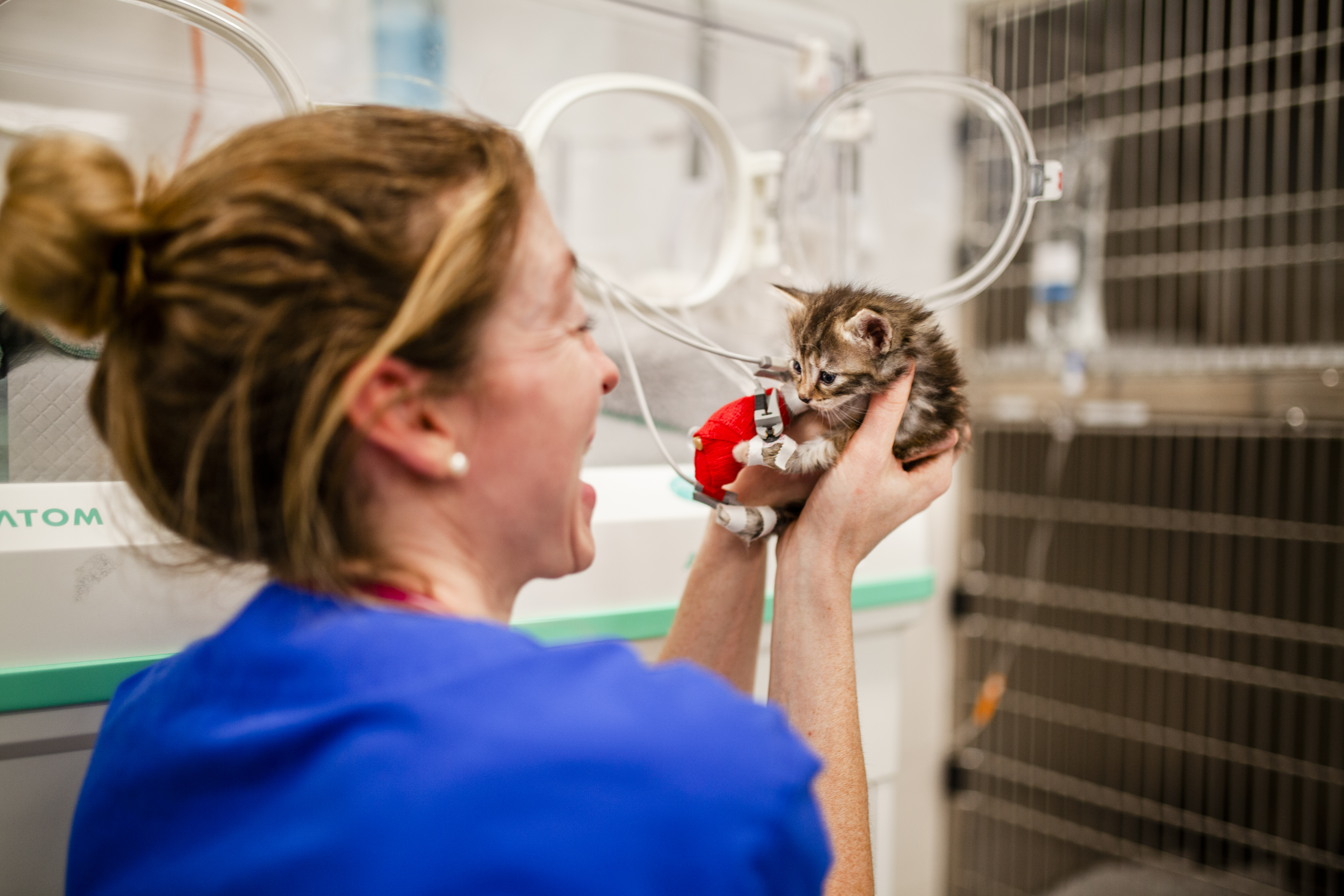 Doctor of Veterinary Medicine Information for Domestic Applicants