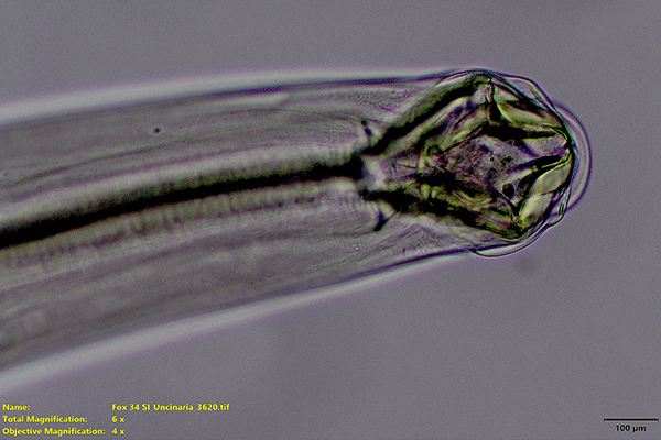 Fox parasites pose risks to people and pets